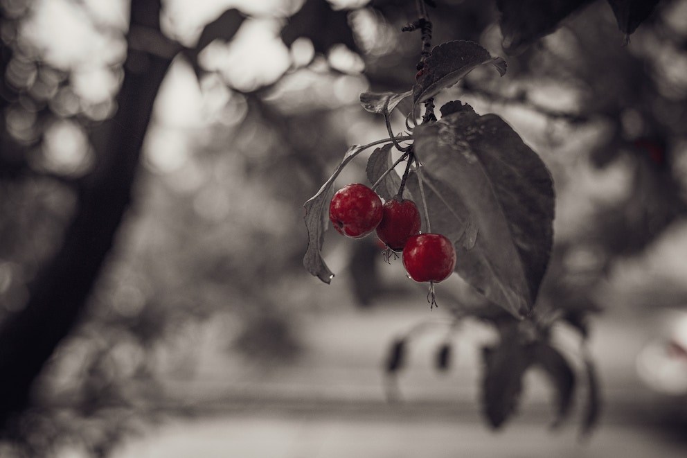 Cum sa folosesti merisorul. Proprietati, beneficii, utilizare ...