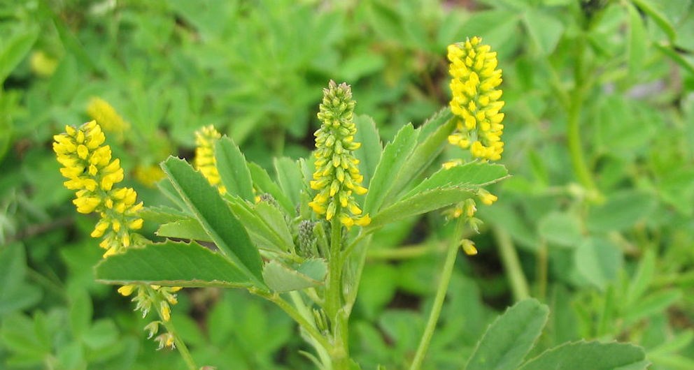 Cum să folosești sulfina: proprietăți, beneficii, utilizare și contraindicații