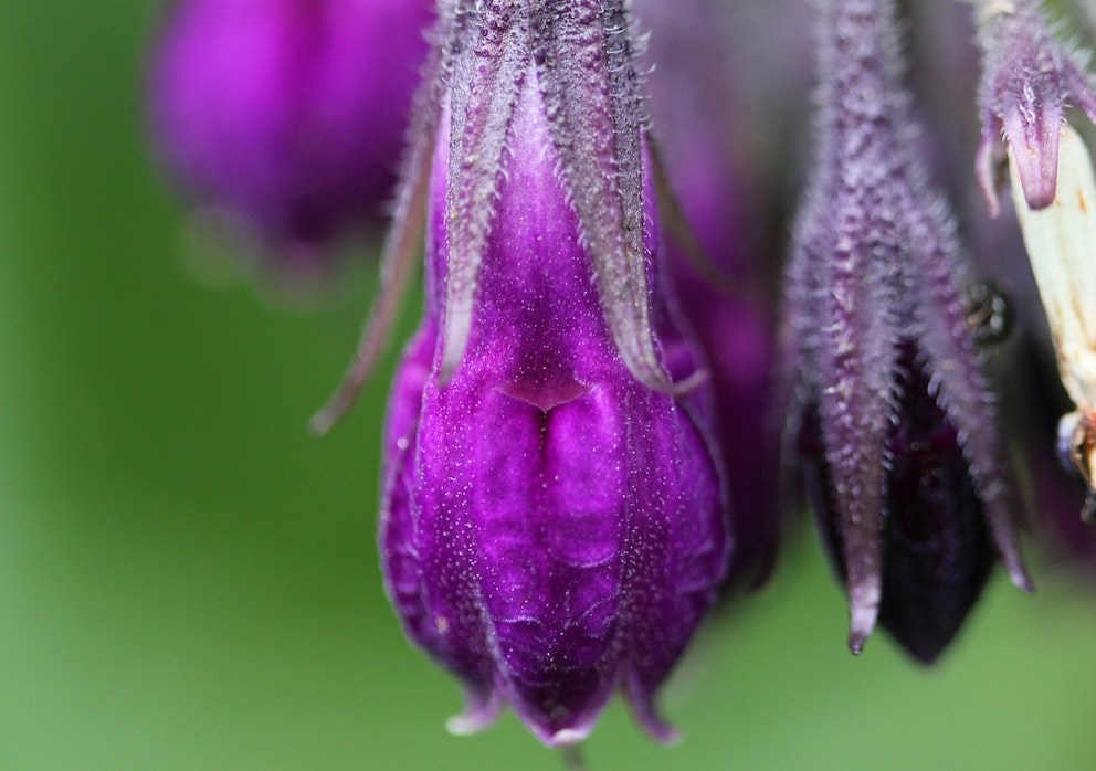 Cum sa folosesti tataneasa. Proprietati, beneficii, utilizare ...