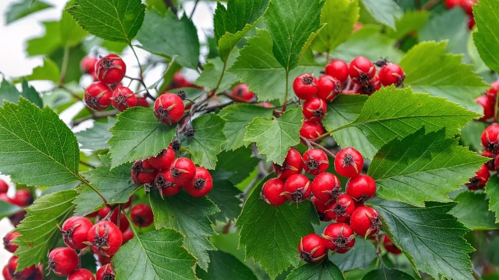 Cum folosesti paducelul. Proprietati, beneficii, utilizare si ...