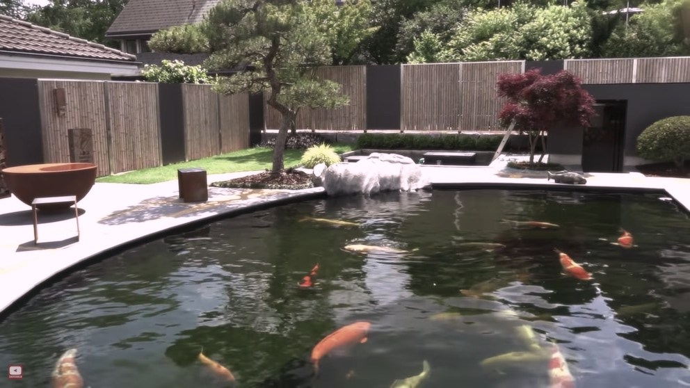 Pesti koi: crestere, hranire si inmultire